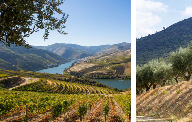 Home - Quinta de Ventozelo, Douro.