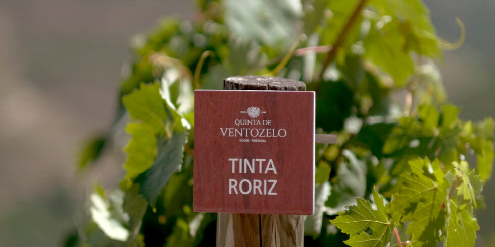 Wines - Quinta de Ventozelo, Douro.